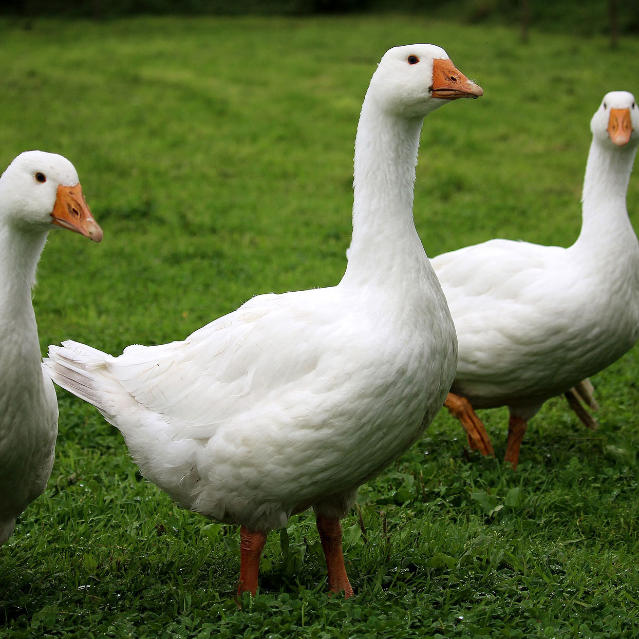 Gänse - Naturfleisch Nordheide